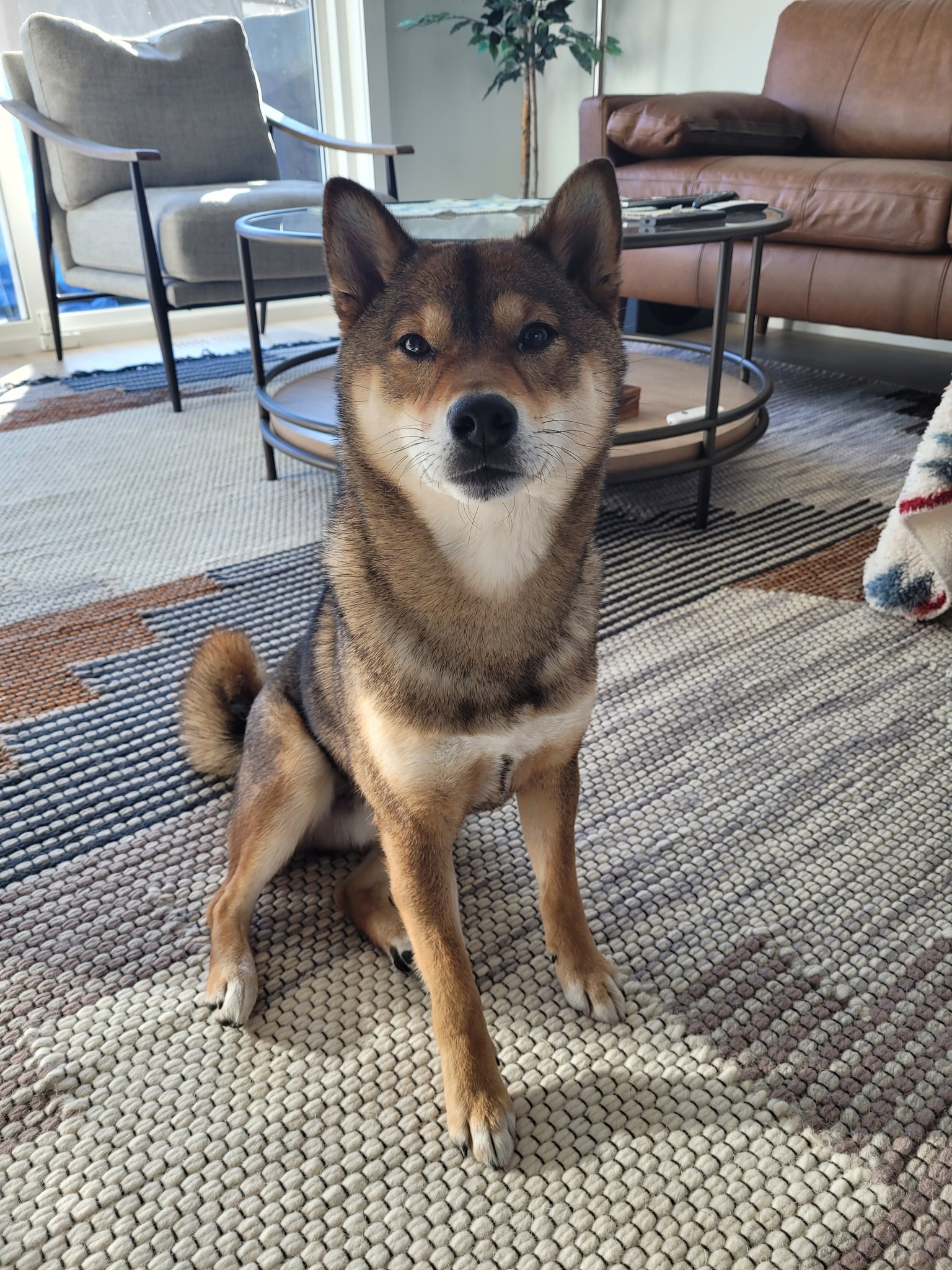 The Tricksters’ Coat Colours: a Brief Overview of Shiba Inu Colour ...