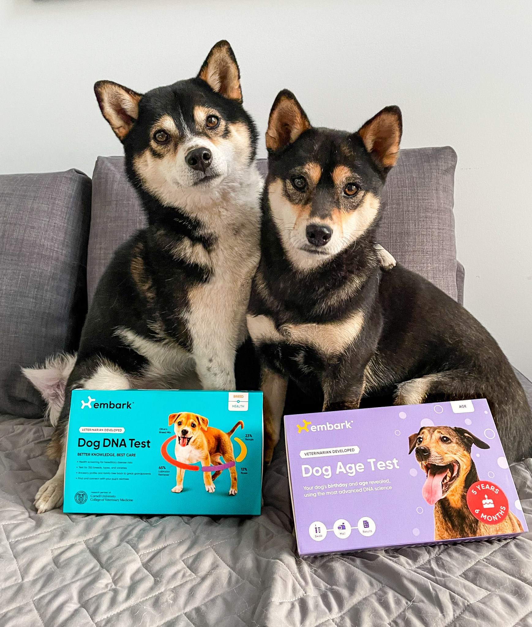 The Tricksters’ Coat Colours: a Brief Overview of Shiba Inu Colour ...