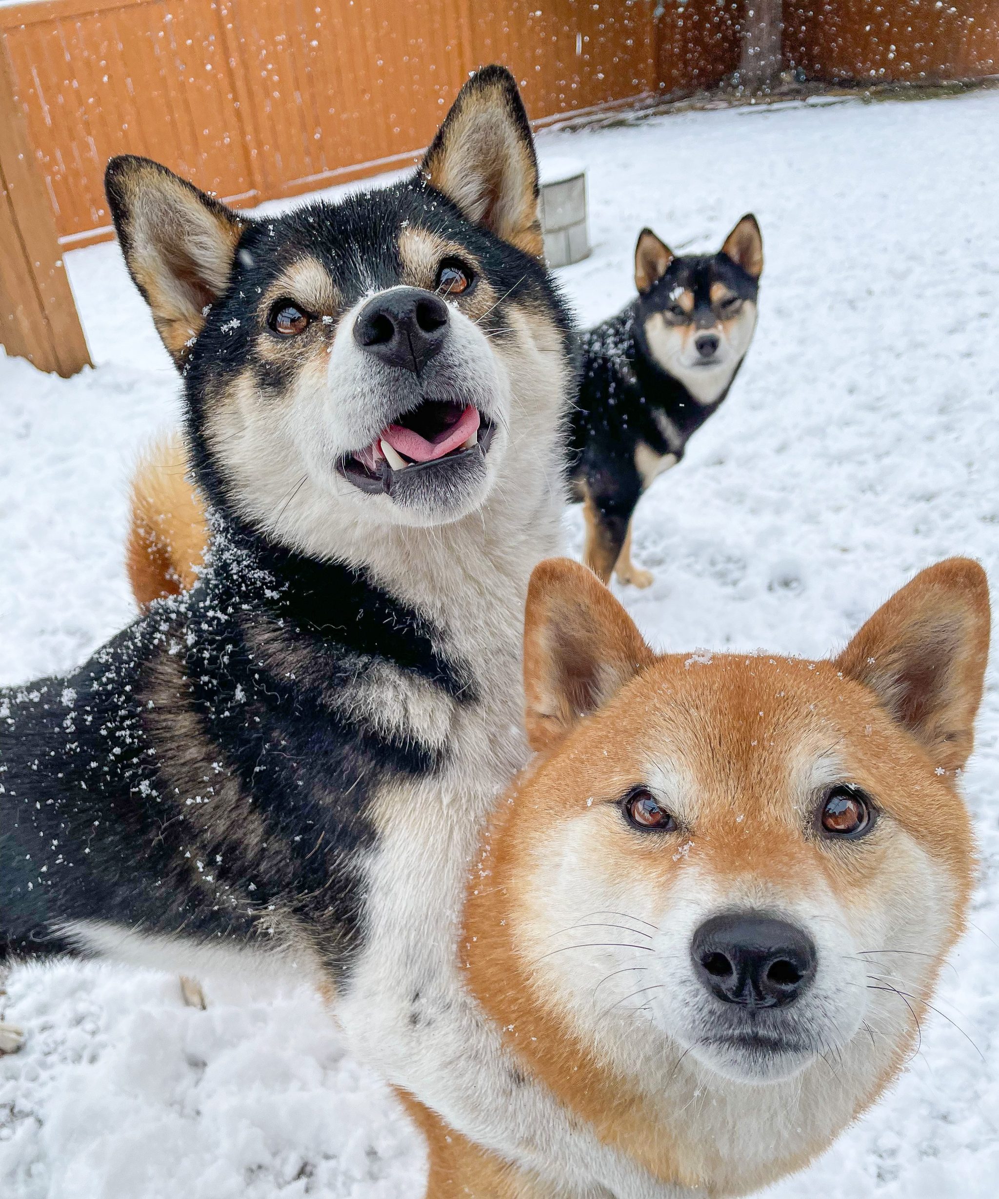The Tricksters’ Coat Colours: a Brief Overview of Shiba Inu Colour ...