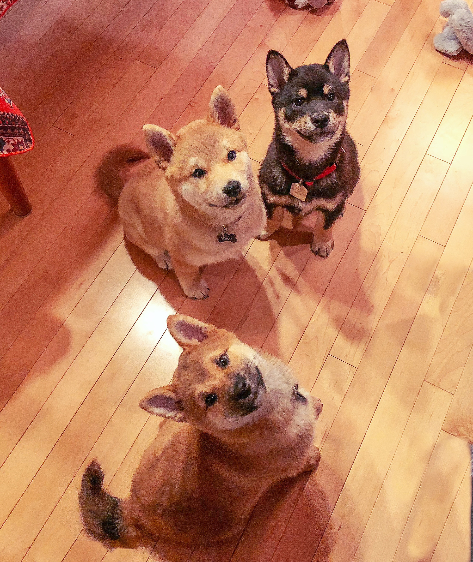 The Tricksters’ Coat Colours: a Brief Overview of Shiba Inu Colour ...