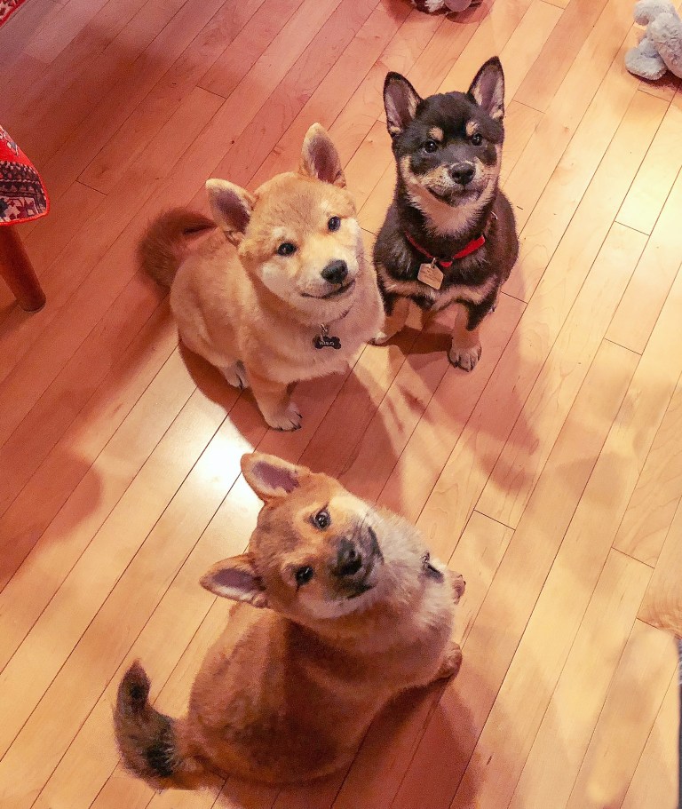 The Tricksters’ Coat Colours: a Brief Overview of Shiba Inu Colour ...