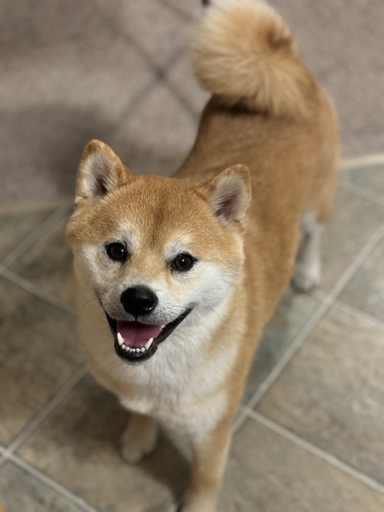 The Tricksters’ Coat Colours: a Brief Overview of Shiba Inu Colour ...