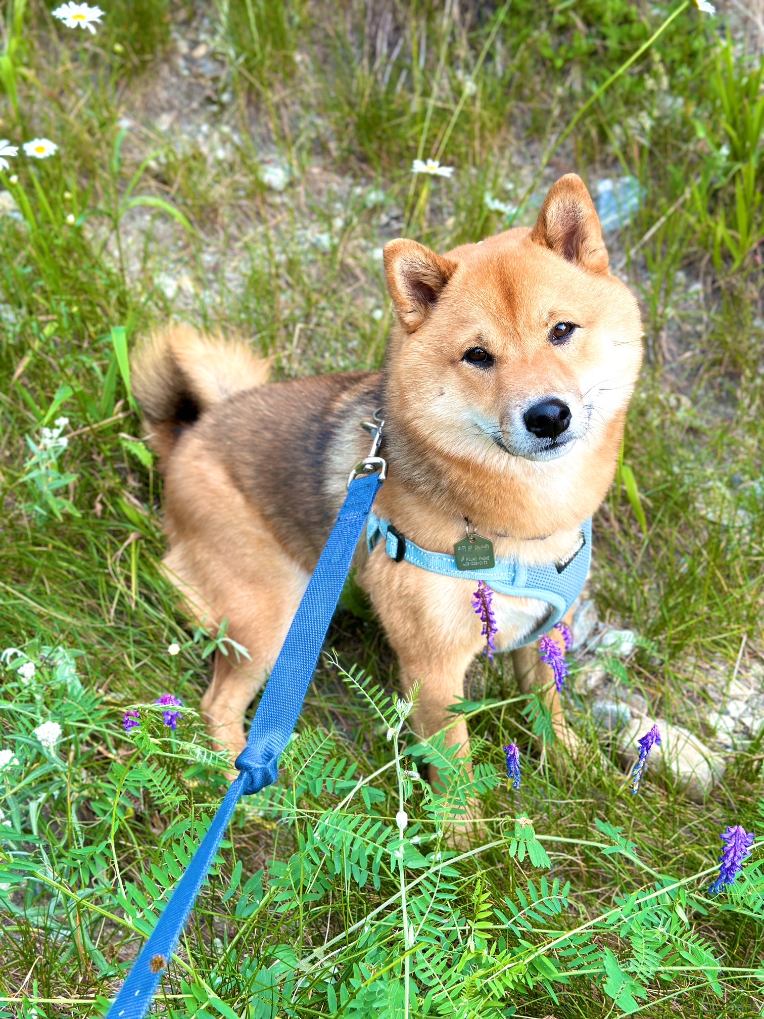 The Tricksters’ Coat Colours: a Brief Overview of Shiba Inu Colour ...