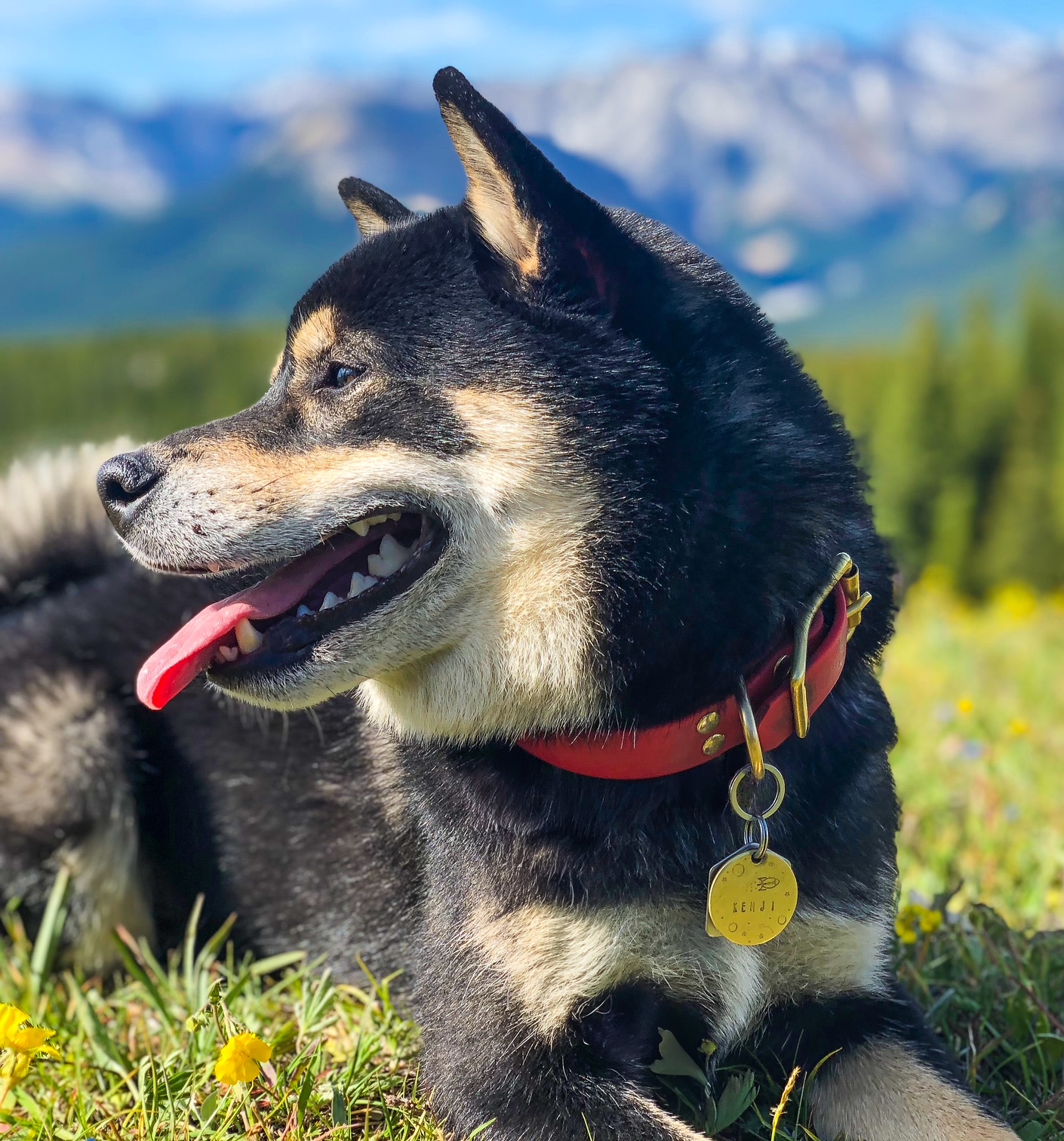 The Tricksters’ Coat Colours: a Brief Overview of Shiba Inu Colour ...